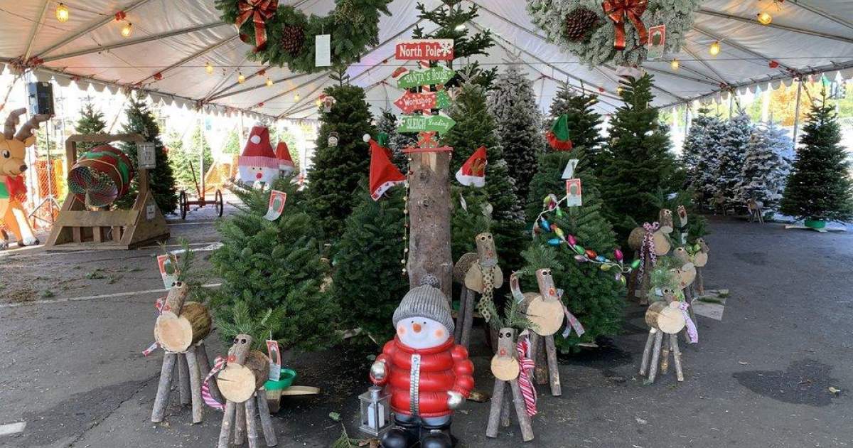 ABC Tree Farms & Pumpkin Patches - Visit Concord